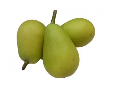 CEAGESP
